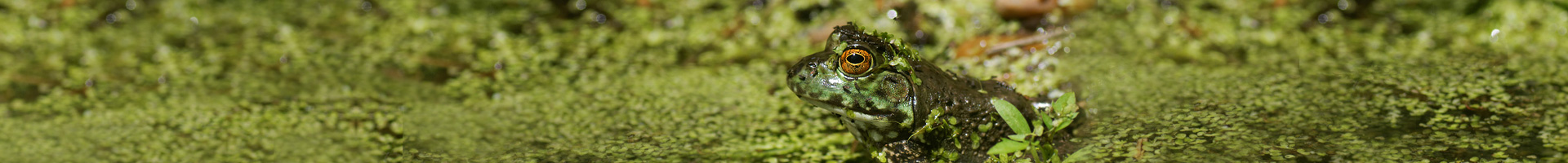 Life Croaa | The case of Invasive Alien Amphibians - Life Croaa