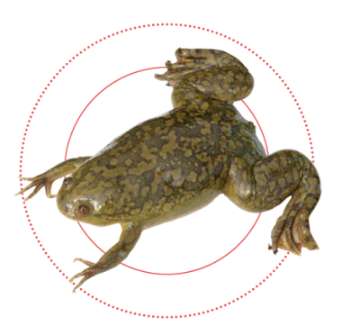 Life Croaa | Signaler un Amphibien exotique - Life Croaa