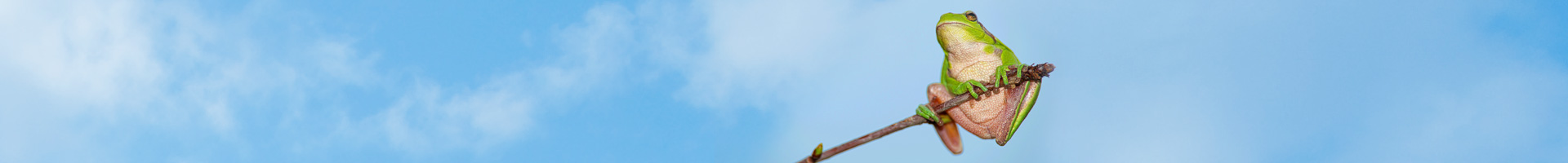 Life Croaa | FAQ - Life Croaa