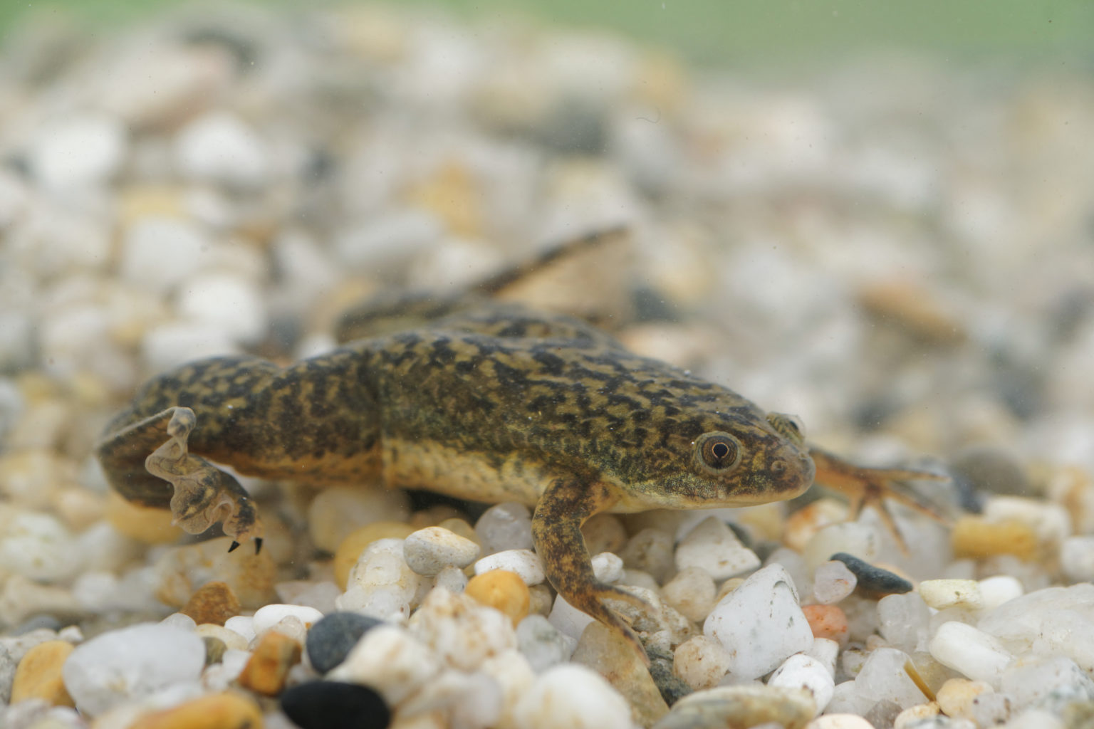 Life Croaa | Offre de stage : actualisation de l'aire de répartition du ...